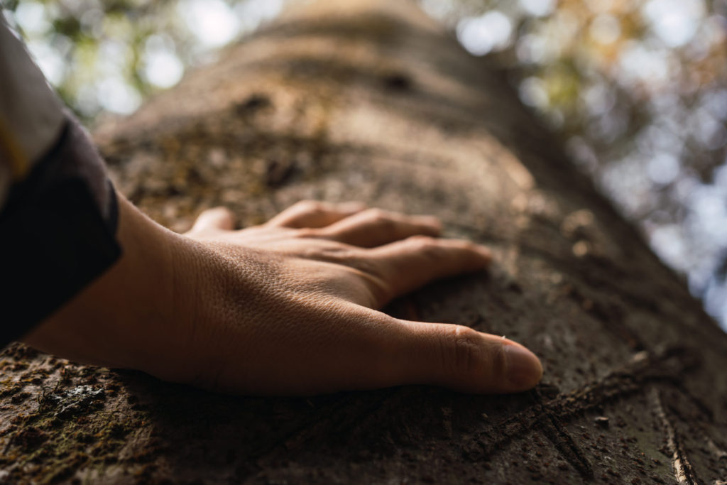 Welcome to Wellspring Nature Therapy ~ Guided nature therapy walks
